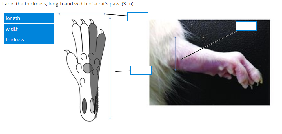 Solved Label the thickness, length and width of a rat's paw. | Chegg.com