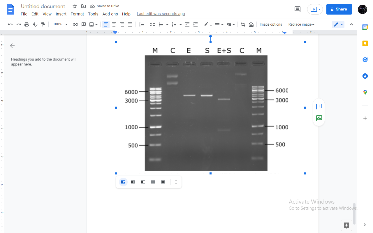 Solved can someone annotate this gel and write a short | Chegg.com