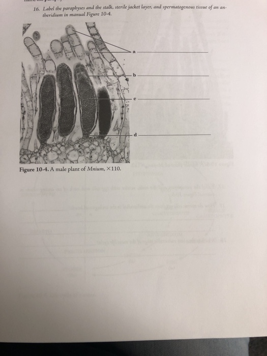 Solved label the paraphyses and the stalk sterile jacket | Chegg.com