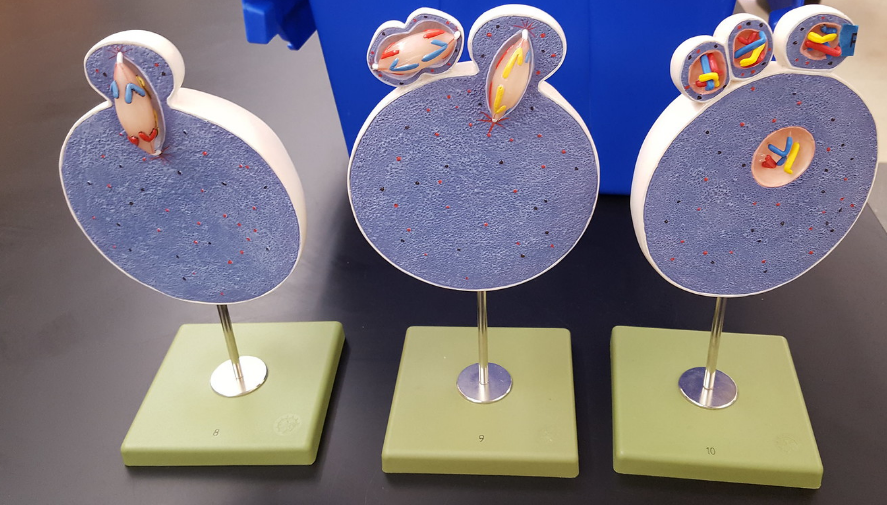 Solved Which two models show anaphase I of meiosis Which two | Chegg.com