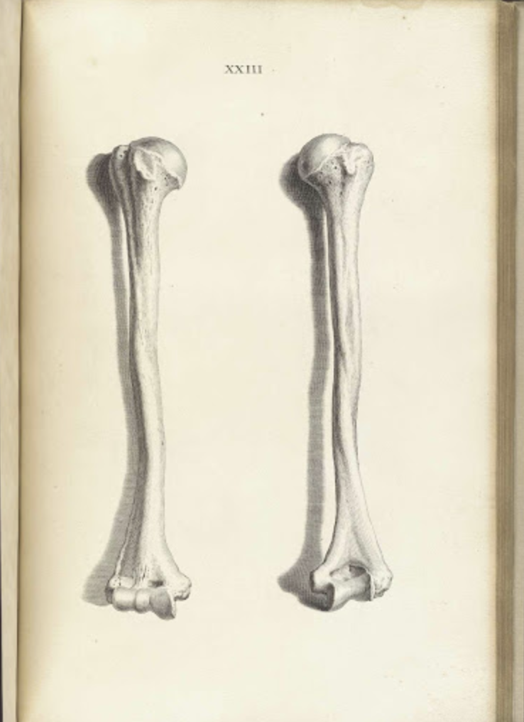 Solved Now – you may have noticed that the two bones | Chegg.com