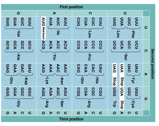 Solved Consider the following nucleotide sequence in the | Chegg.com