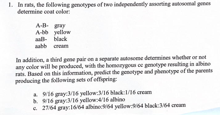 Solved In rats, the following genotypes of two independently | Chegg.com