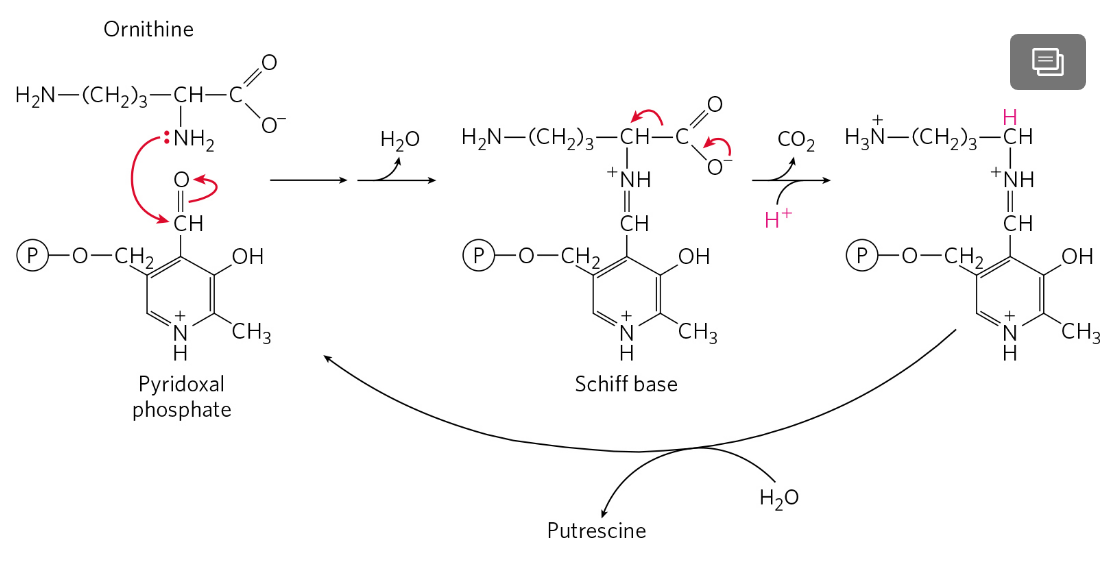 Solved Based on the reaction catalyzed by ornithine | Chegg.com