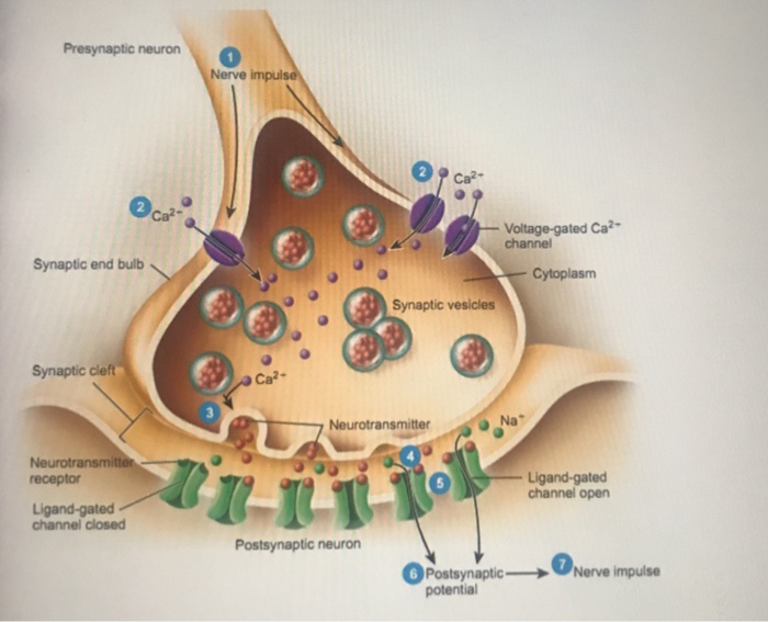 Solved Presynaptic neuron Nerve impul 2 Ca2- 2 Voltage-gated | Chegg.com