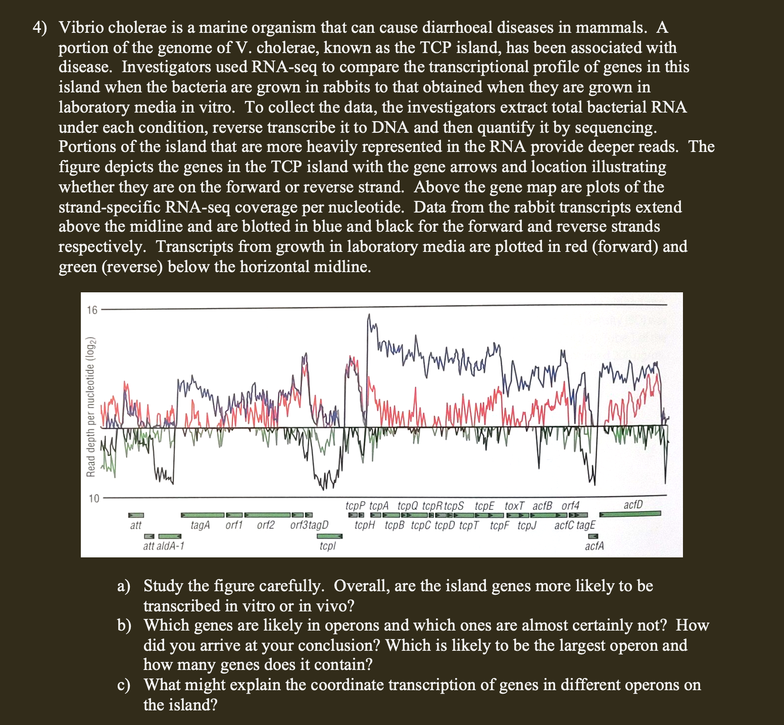 Solved Vibrio cholerae is a marine organism that can cause | Chegg.com