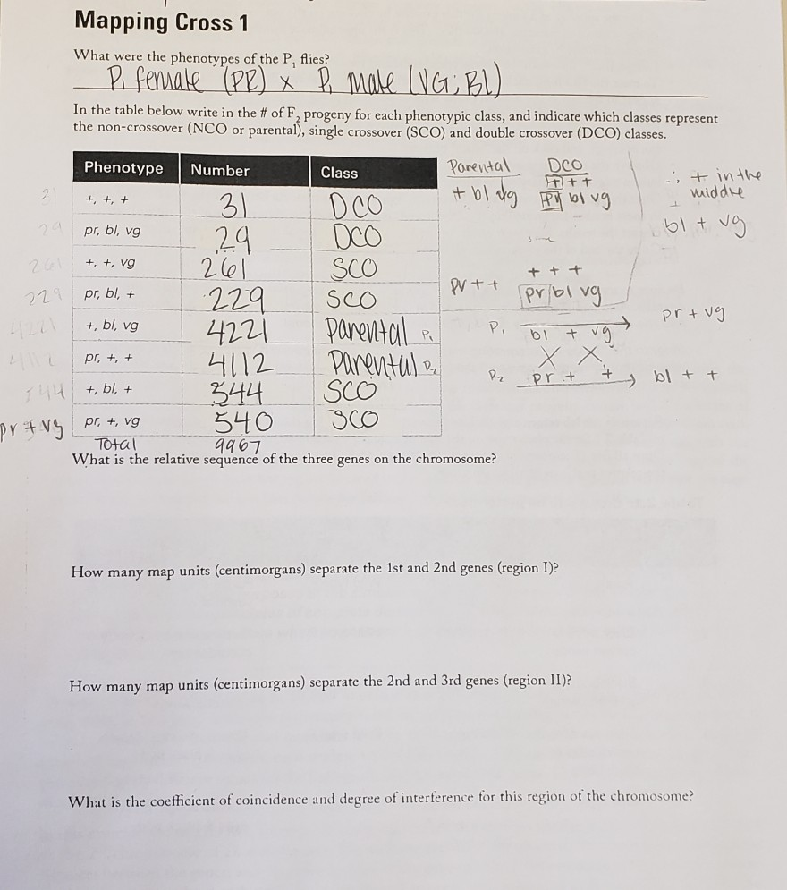 Solved Mapping Cross 1 What were the phenotypes of the P, | Chegg.com
