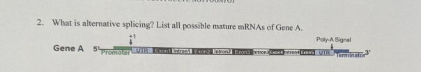 Solved What is alternative splicing? List all possible | Chegg.com