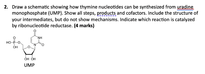 Solved 2. Draw a schematic showing how thymine nucleotides | Chegg.com