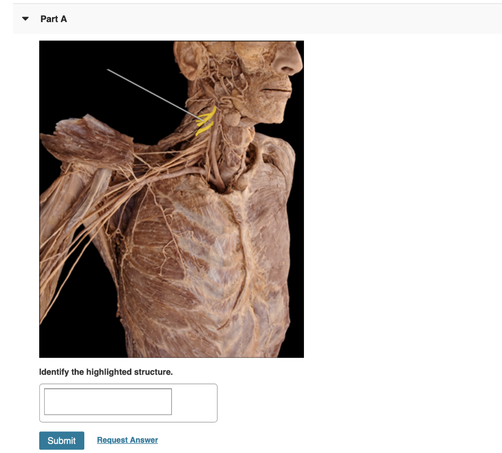 Solved Part A Identify the highlighted structure. Submit | Chegg.com