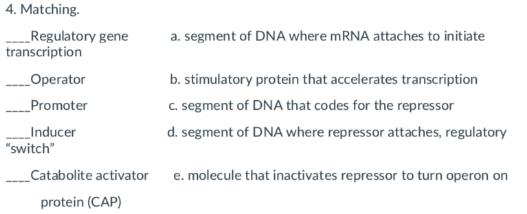 Solved A A is a molecule that activates the repressor. In | Chegg.com