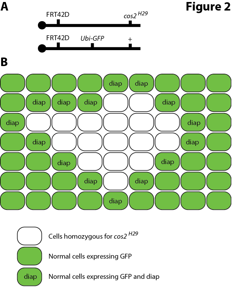 Solved Mutations in the gene cos2 result in elevated | Chegg.com