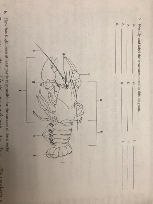 Solved 5. Identify and label the structures noted in this | Chegg.com Solved 5. Identify and label the structures noted in this | Chegg.com