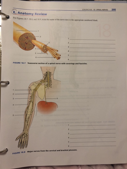 Solved EXERCISE 18 SPINAL NERVES 295 E.Anatomy Review For | Chegg.com