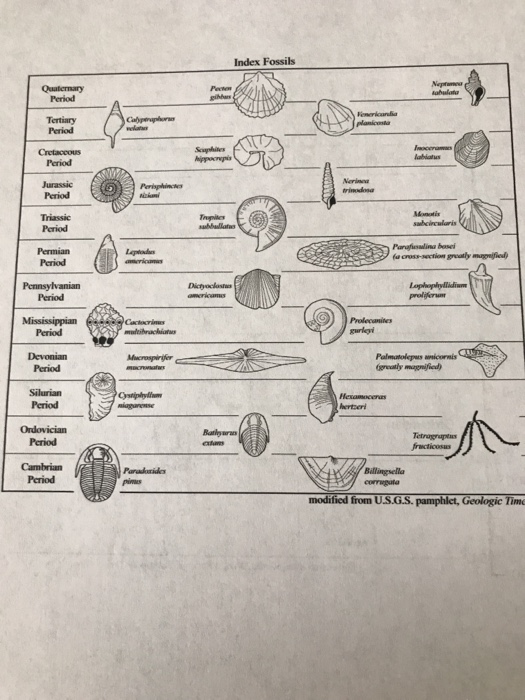 Solved Lab 8: Geologic time (part 2): Relative & absolute | Chegg.com