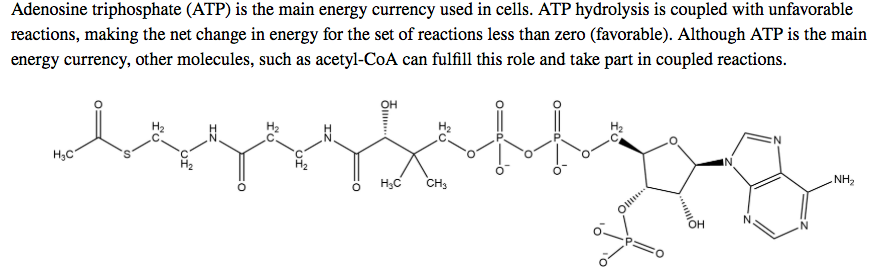 Solved Adenosine triphosphate (ATP) is the main energy | Chegg.com
