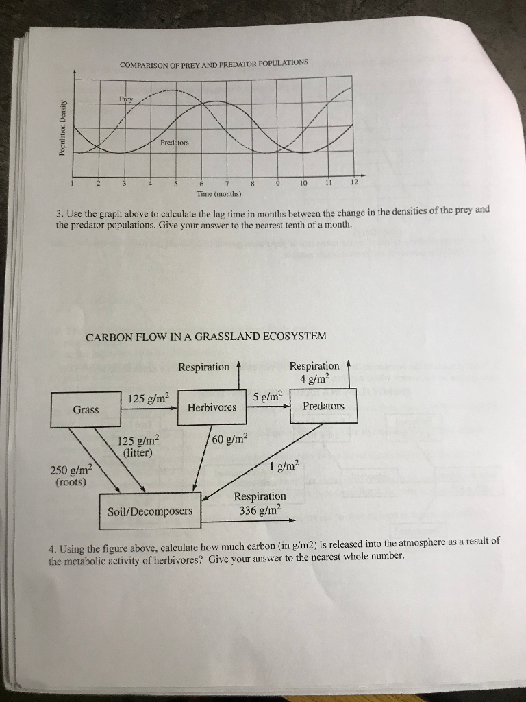 Solved COMPARISON OF PREY AND PREDATOR POPULATIONS Predators | Chegg.com