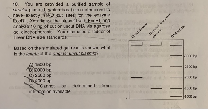 Solved 10 You are provided circular plasmid, which has been | Chegg.com