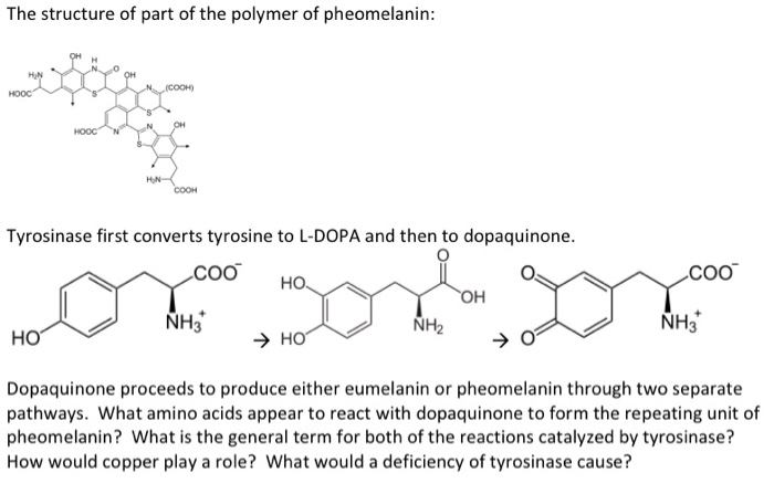 Solved The structure of part of the polymer of pheomelanin: | Chegg.com