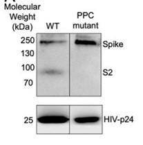 Solved Briefly but explicitly, explain why the western blot | Chegg.com