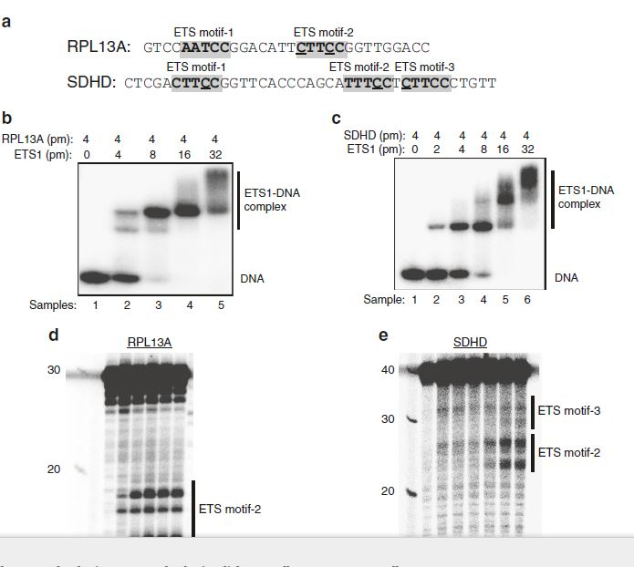 Solved ETS motif-1 ETS motif-2 RPL13A: | Chegg.com