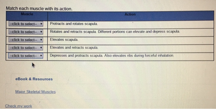 Solved Match each muscle with its action Action L-click to | Chegg.com