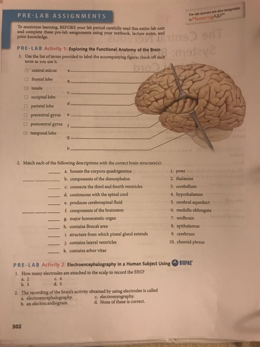 Solved: E Also PRE-LAB ASSIGNMENTS N MasteringA&P To Maxim... | Chegg.com