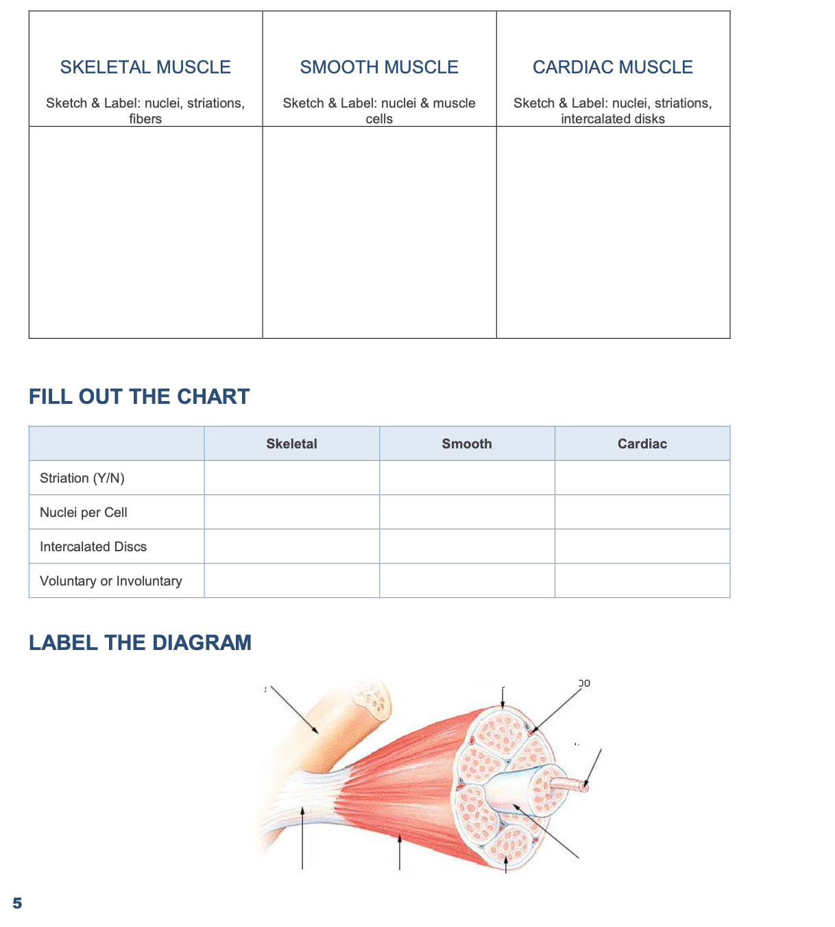 Solved FILL OUT THE CHART LABEL THE DIAGRAM | Chegg.com