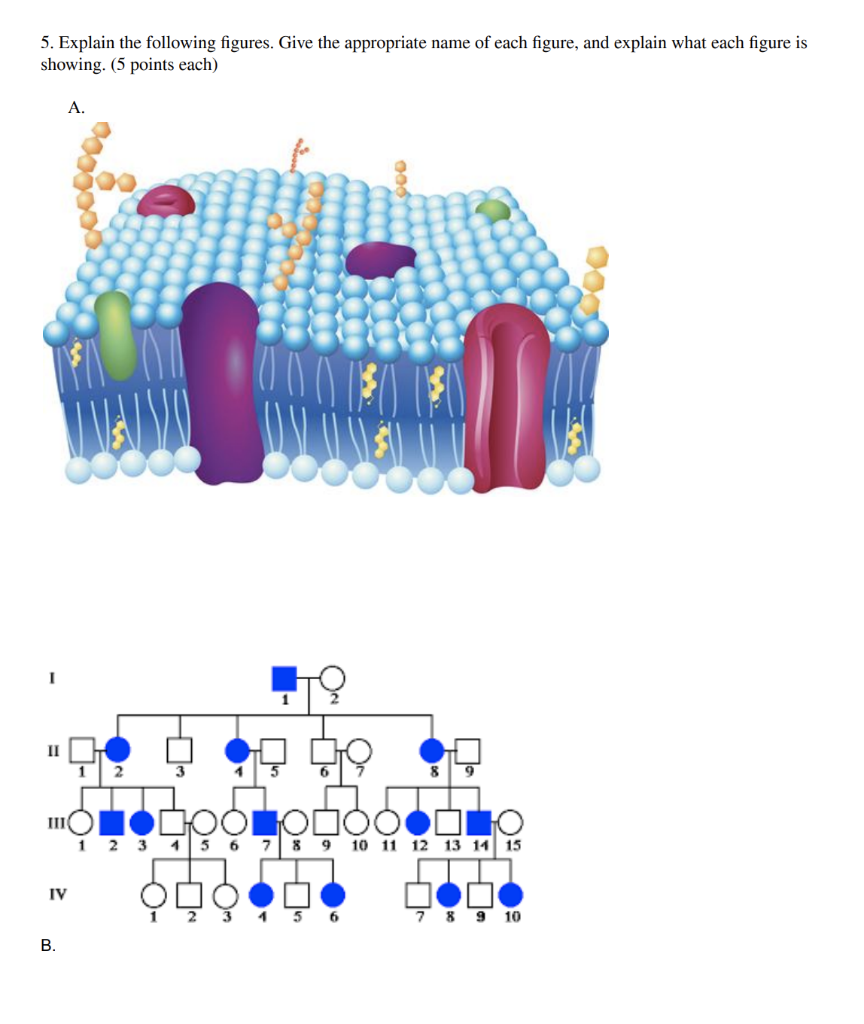 Solved 5. Explain the following figures. Give the | Chegg.com