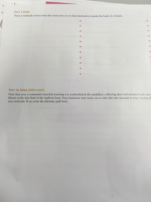 Solved Part 3 Urea Trace a molecule of urea from the renal | Chegg.com