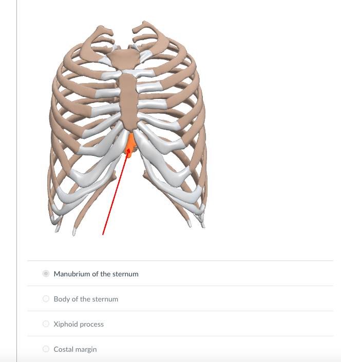 Xiphoid Sternum 40+ Xiphoid Process Stock Photos, Pictures
