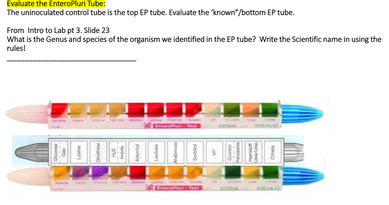 Solved Evaluate the EnteroPluri Tube: The uninoculated | Chegg.com