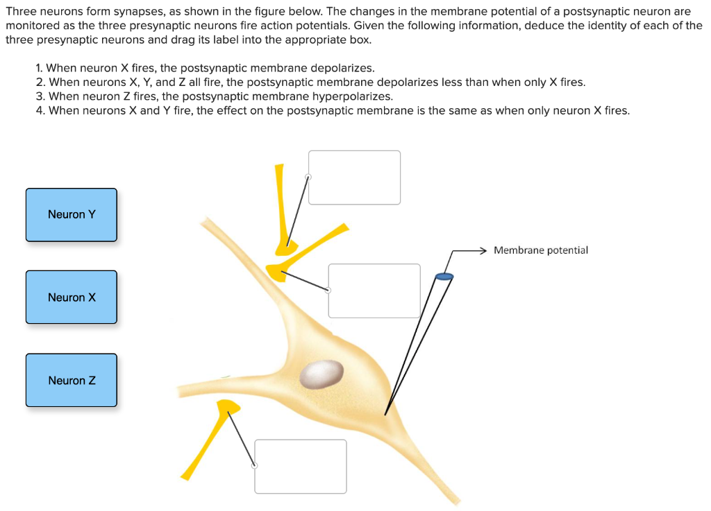 Solved Three neurons form synapses, as shown in the figure | Chegg.com