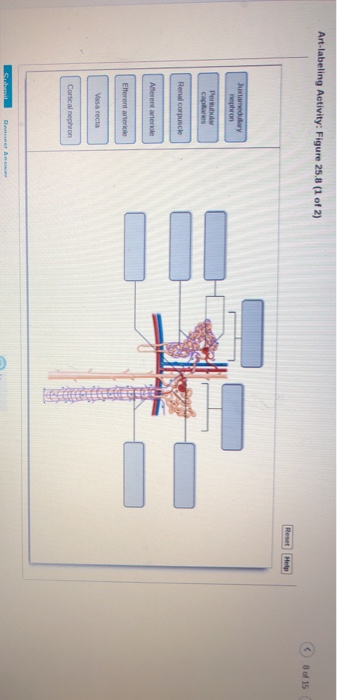 Solved Efferent arteriole C 8 of 15 Art-labeling Activity: | Chegg.com