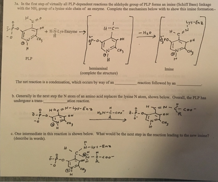 Solved 3a. In the first step of virtually all PLP-dependent | Chegg.com