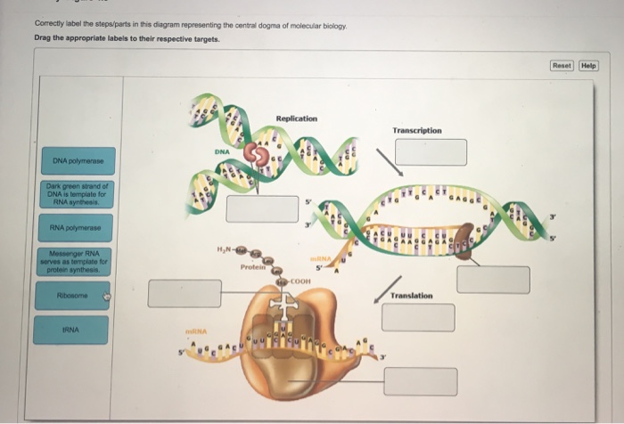Solved Correctly label the steps/parts in this diagram | Chegg.com