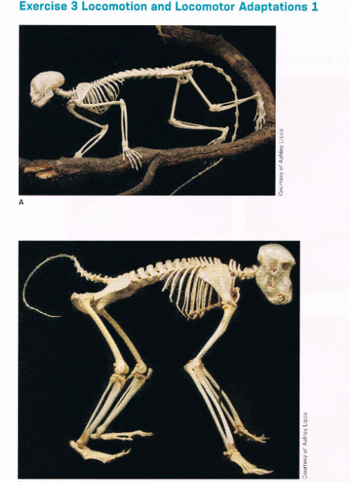 Solved EXERCISE 3 LOCOMOTION AND LOCOMOTOR ADAPTATIONS 1 | Chegg.com