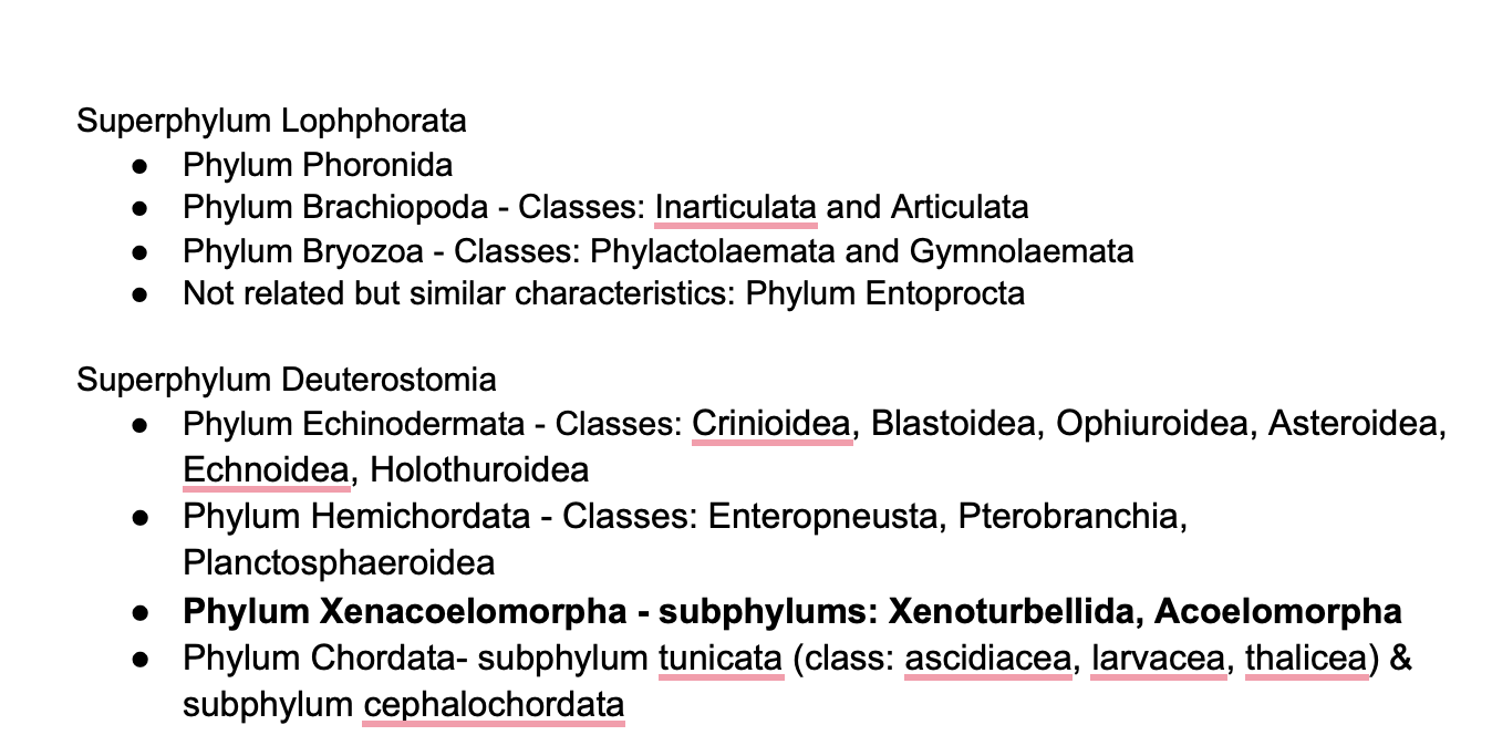 Solved Superphylum Lophphorata • Phylum Phoronida • Phylum | Chegg.com