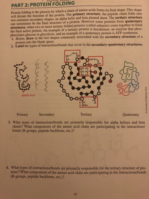 Solved PART 2: PROTEIN FOLDING Protein folding is the | Chegg.com