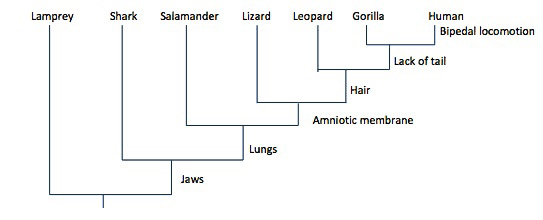 Solved The data table and cladogram below provide | Chegg.com