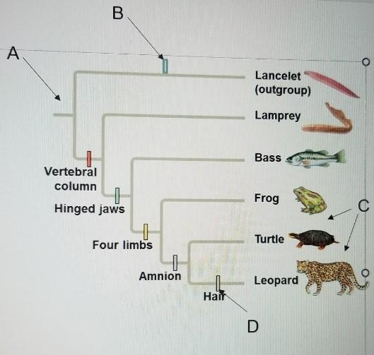•Identify the parts of the tree labeled A-D •Define | Chegg.com