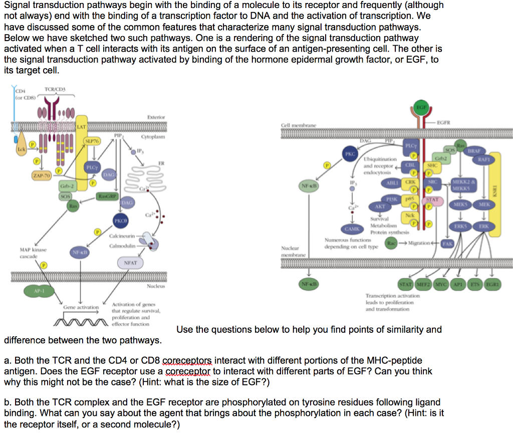 Solved Signal transduction pathways begin with the binding | Chegg.com