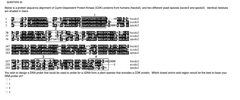 Solved QUESTION 24 Below is a protein sequence alignment of | Chegg.com