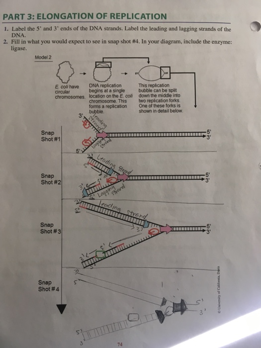 Solved Label the 5' and 3' ends of the DNA strands. Label | Chegg.com