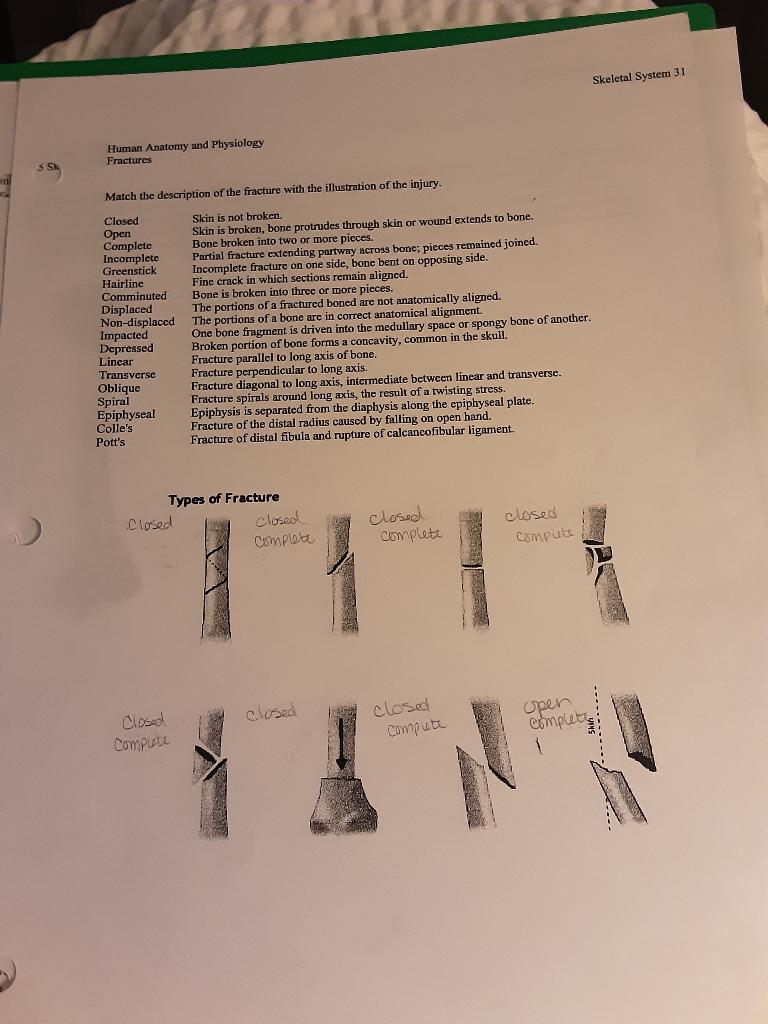 Solved Skeletal System 31 Human Anatomy and Physiology | Chegg.com