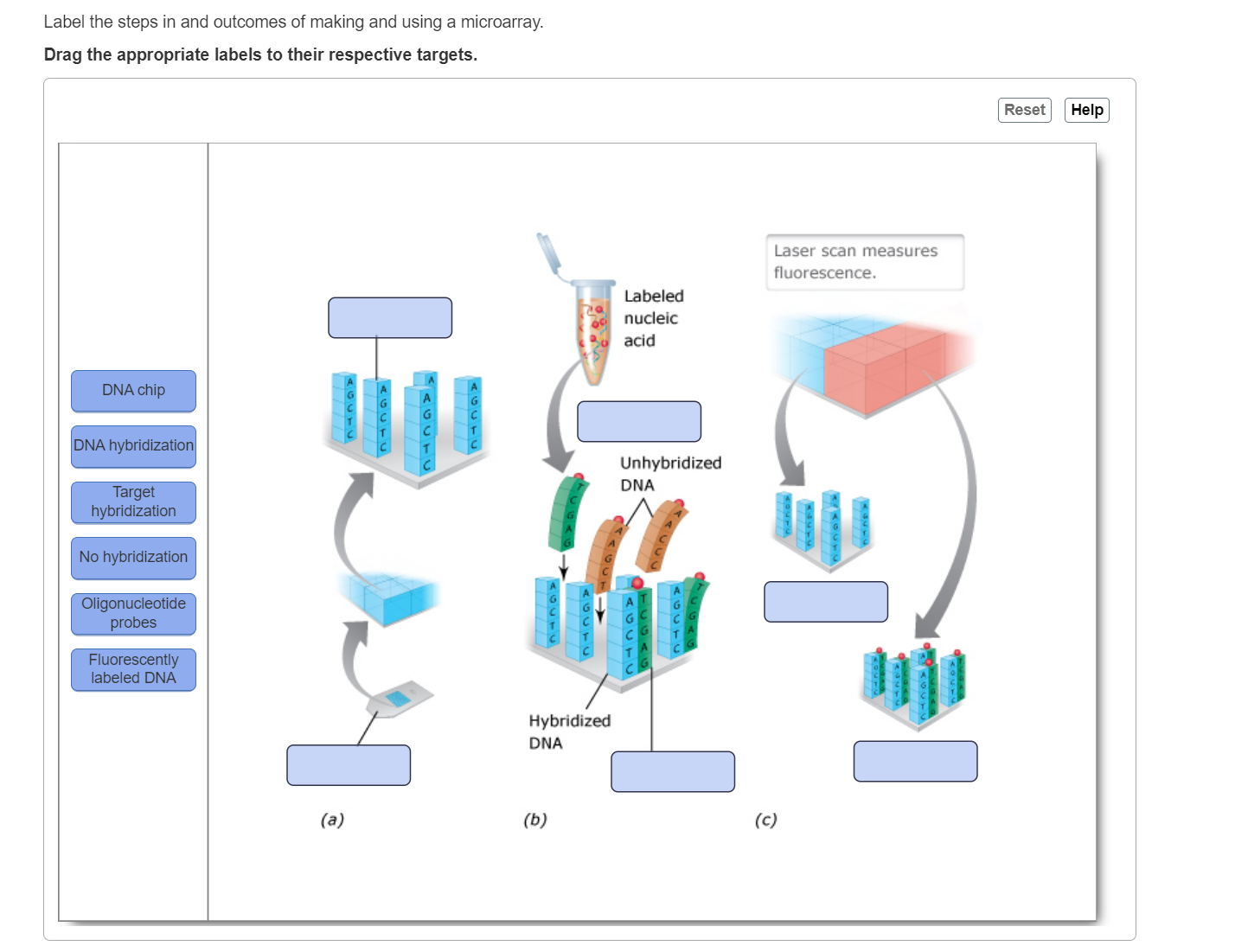 Label the steps in and outcomes of making and using a | Chegg.com
