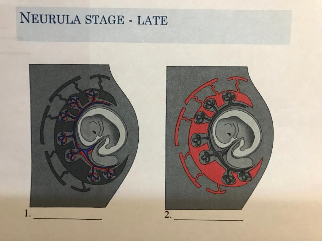 Solved NEURULA STAGE - LATE 7 1. 2. | Chegg.com