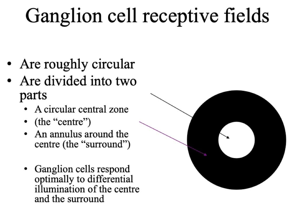 Solved Ganglion cell receptive fields Are roughly circular | Chegg.com