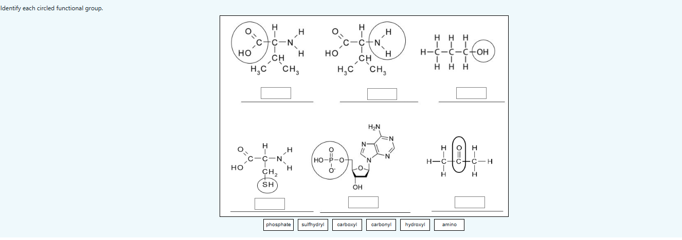 Solved Identify each circled functional group. | Chegg.com