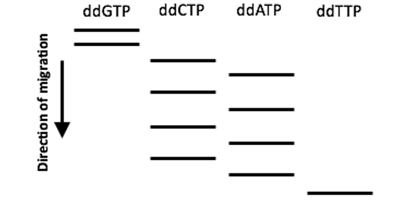 Solved A piece of DNA was sequenced by the Sanger dideoxy | Chegg.com